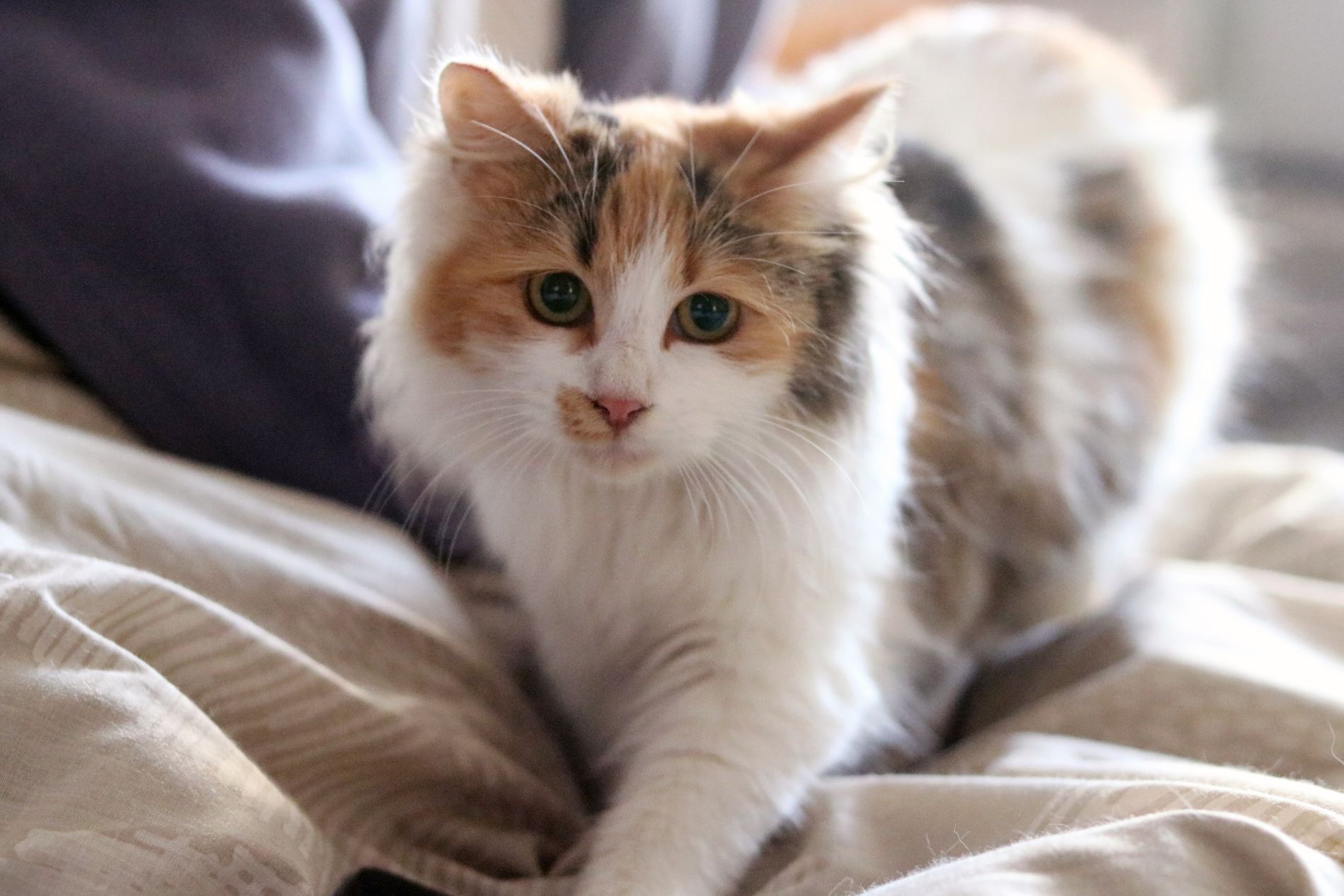 Little Rock, AR Veterinary Surgery for Dogs and Cats - Asher Animal Clinic